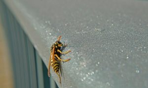 Why yellow jackets are especially aggressive in the late summer and ...